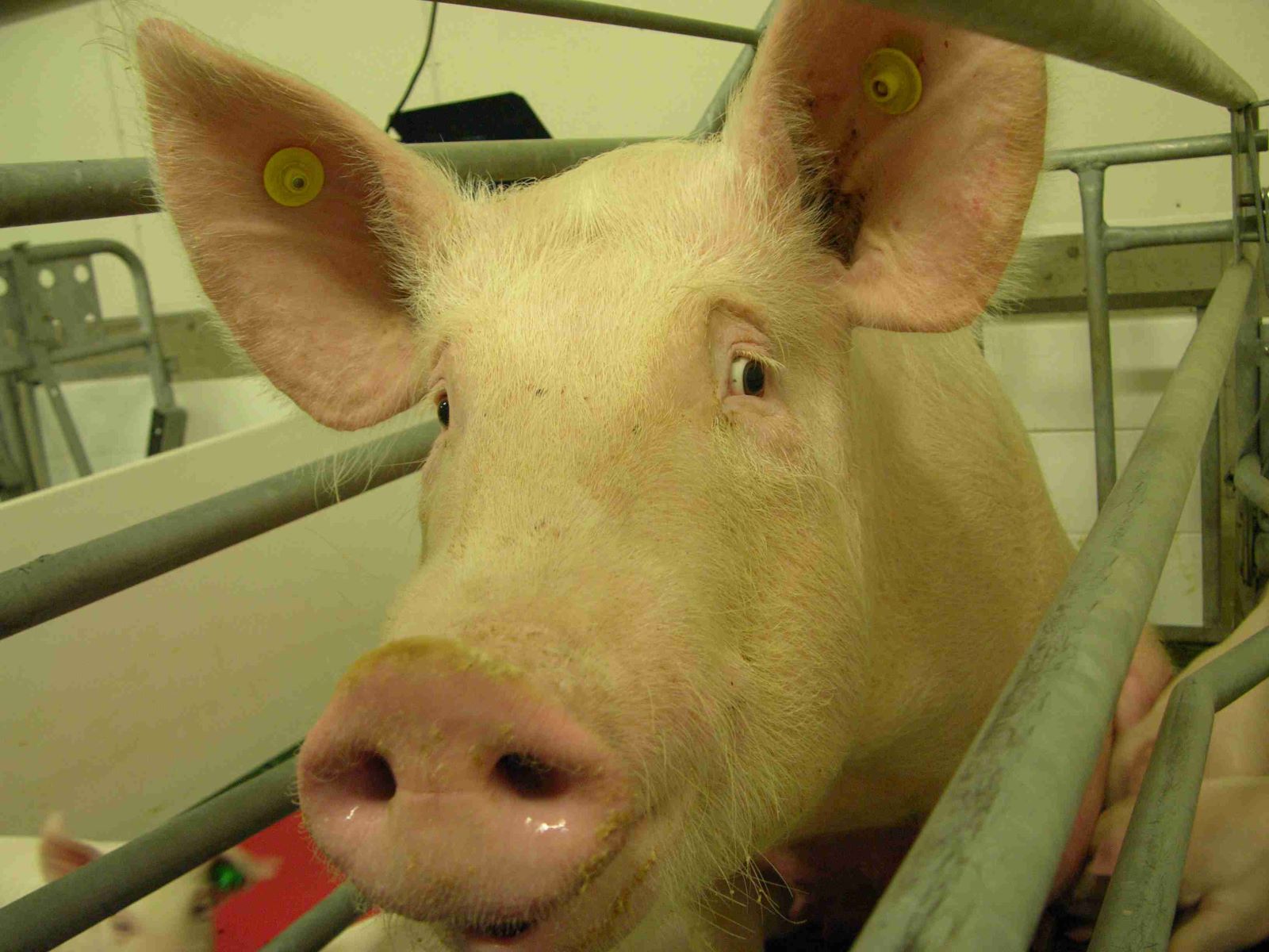 Research Projects – NSERC Industrial Research Chair in Swine Welfare